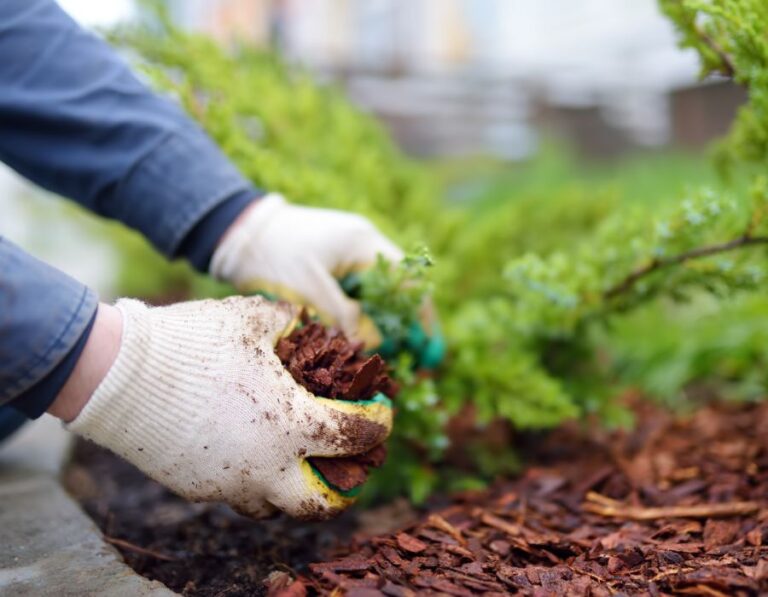5 Mulch Mistakes That Could Hurt Your Yard (And How to Avoid Them ...